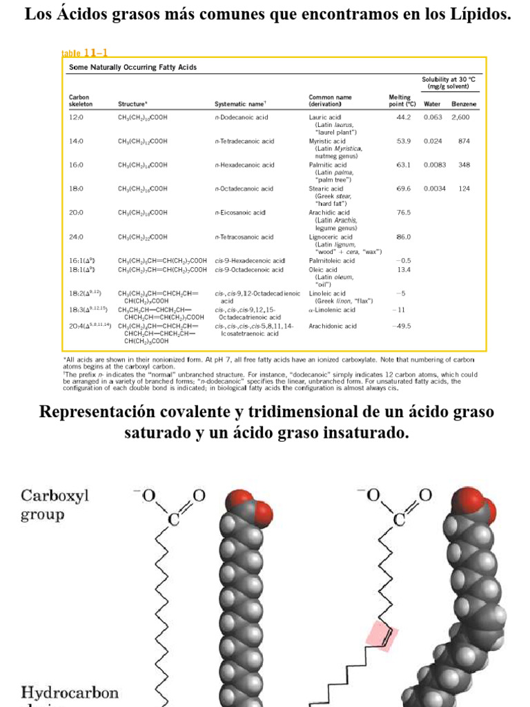 BQ Estructural U 5 Est. y Funciones de LÃ - Pidos Cap 11 Leh 4ta Ed | PDF | Lípido | Bicapa lipídica