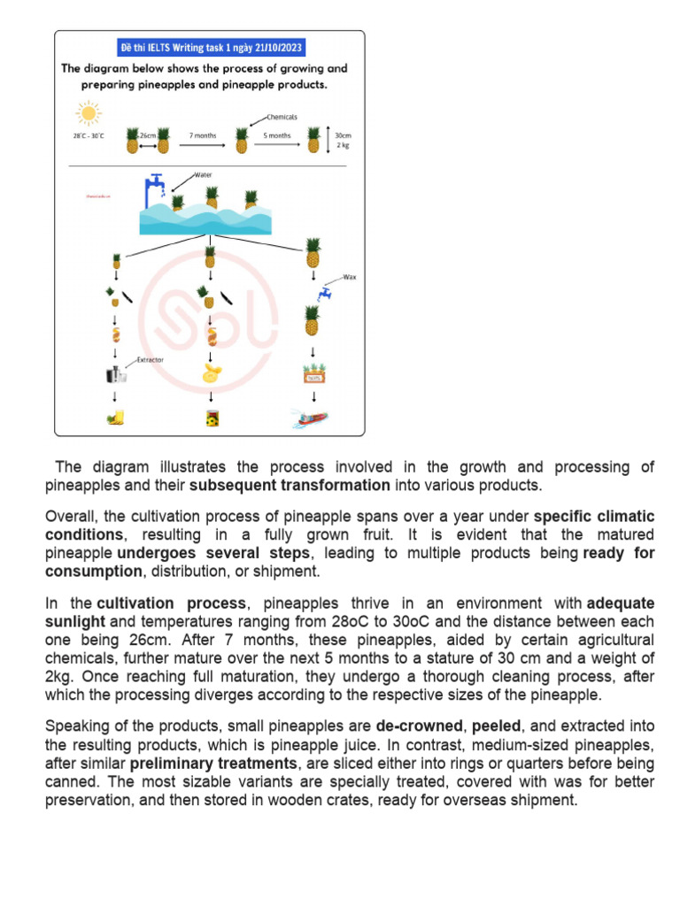 Task 1 Process Pineapples | PDF