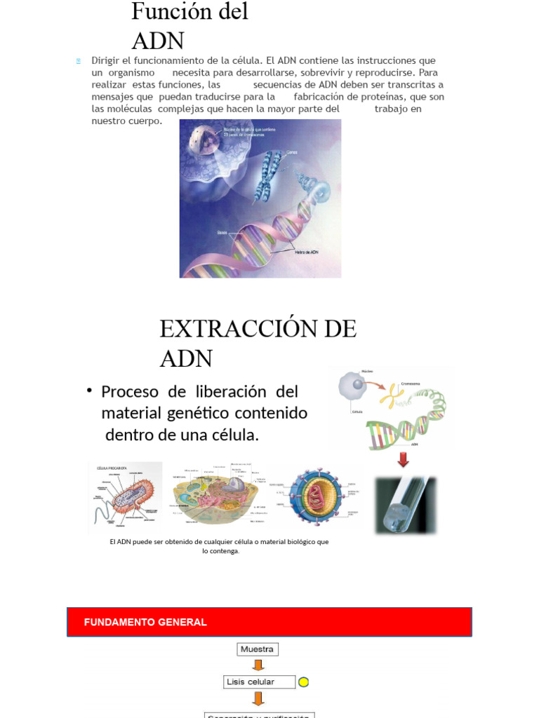Extracción de ADN en Células Vegetales y Animales | PDF | Adn | Biología Celular)