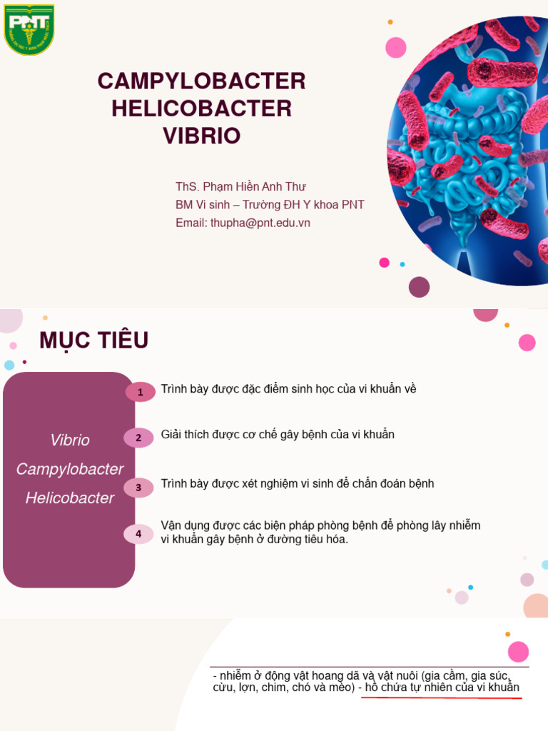 Bài 8.2 Campylo Virio Helicobacter - D222 23 | PDF