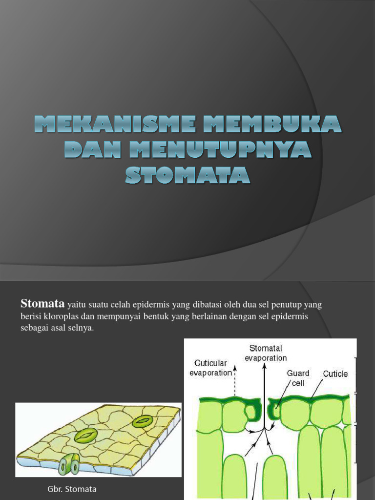 Mekanisme dan Fungsi Stomata Daun | PDF | Sains & Matematika