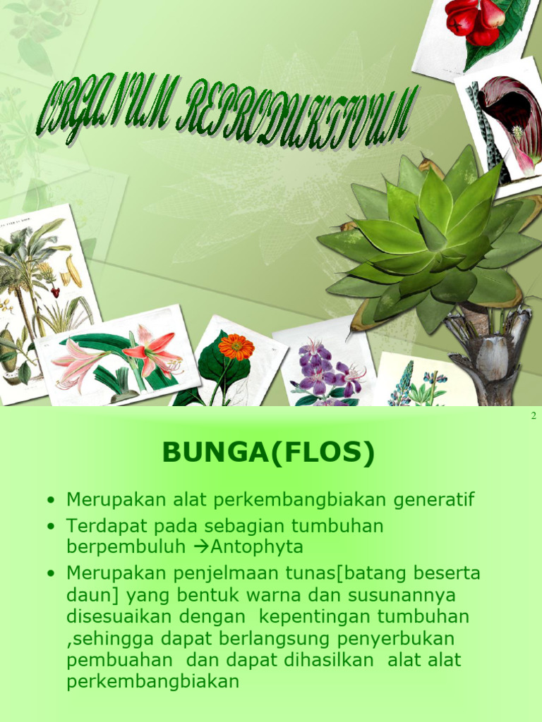 V. Bunga (Flos) | PDF