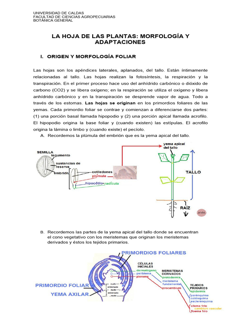 Morfología de La Hoja | PDF