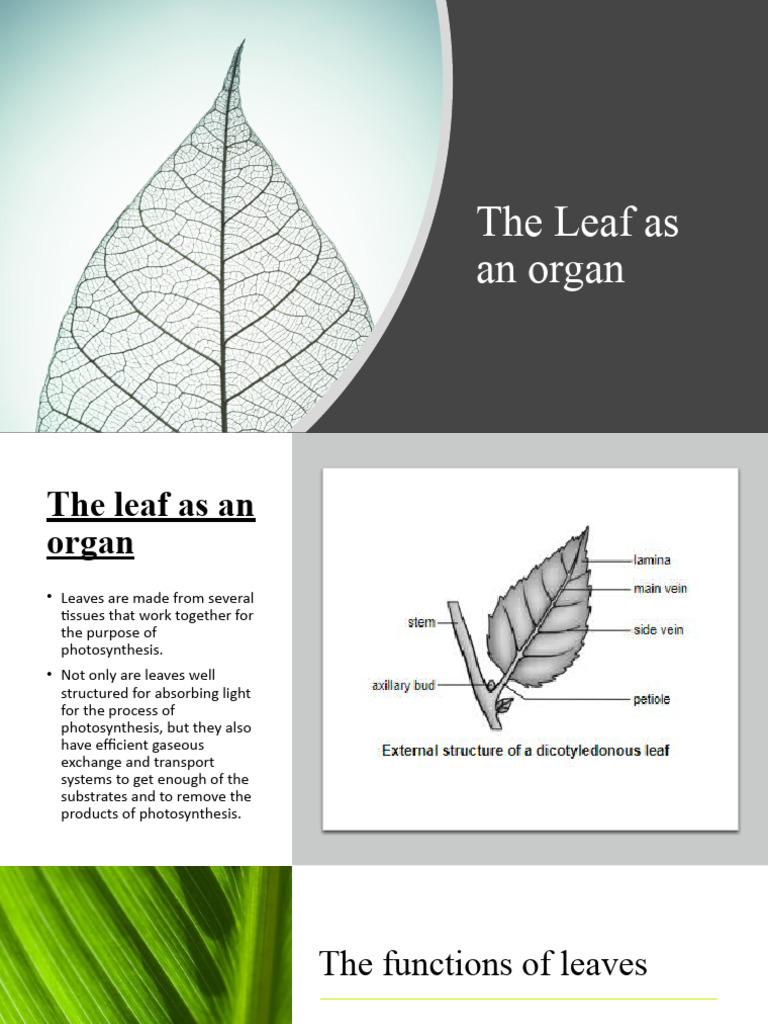 The Leaf As An Organ | PDF | Leaf | Zoology