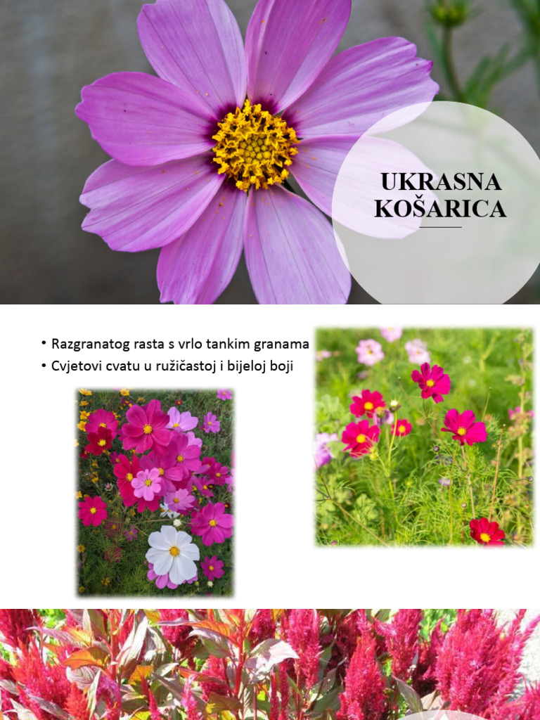 16.ukrasna Košarica, Perjanica, Gazanija, Iberis | PDF