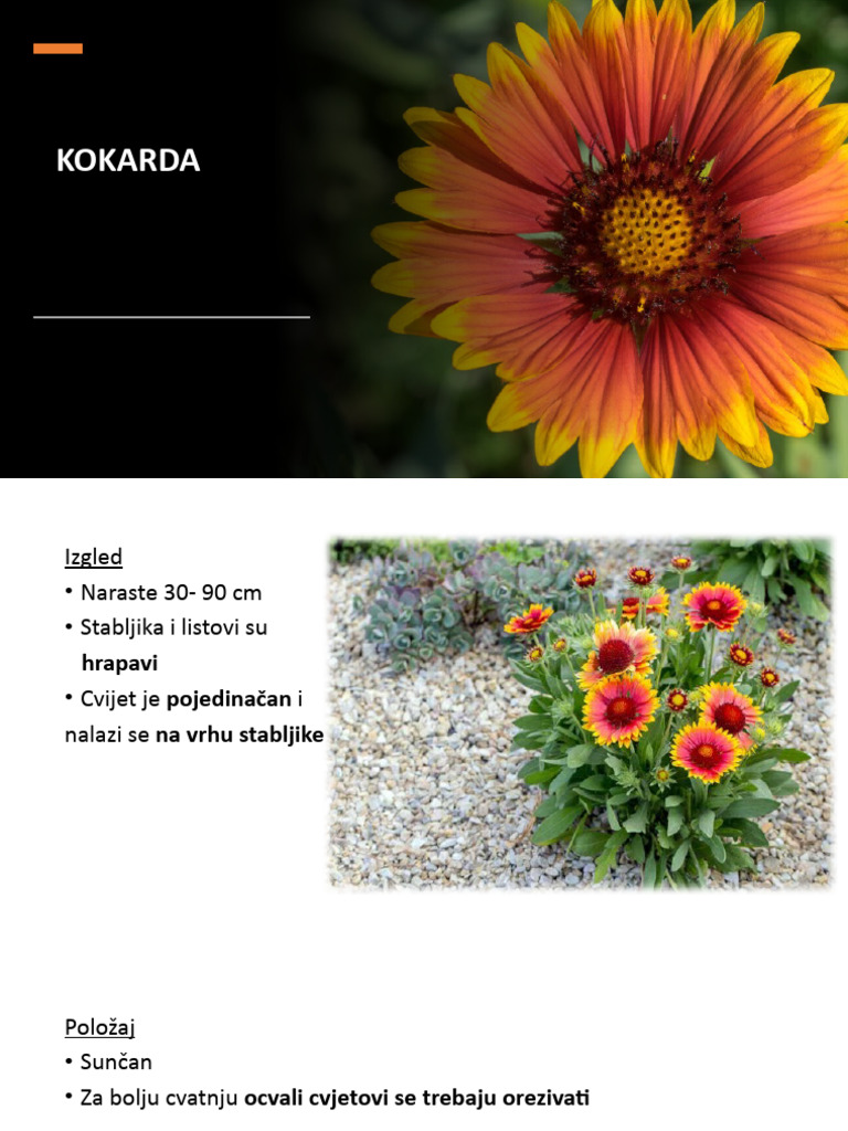 Kokarda, Djevojačko Oko I Jednogodišnji Plamenac | PDF