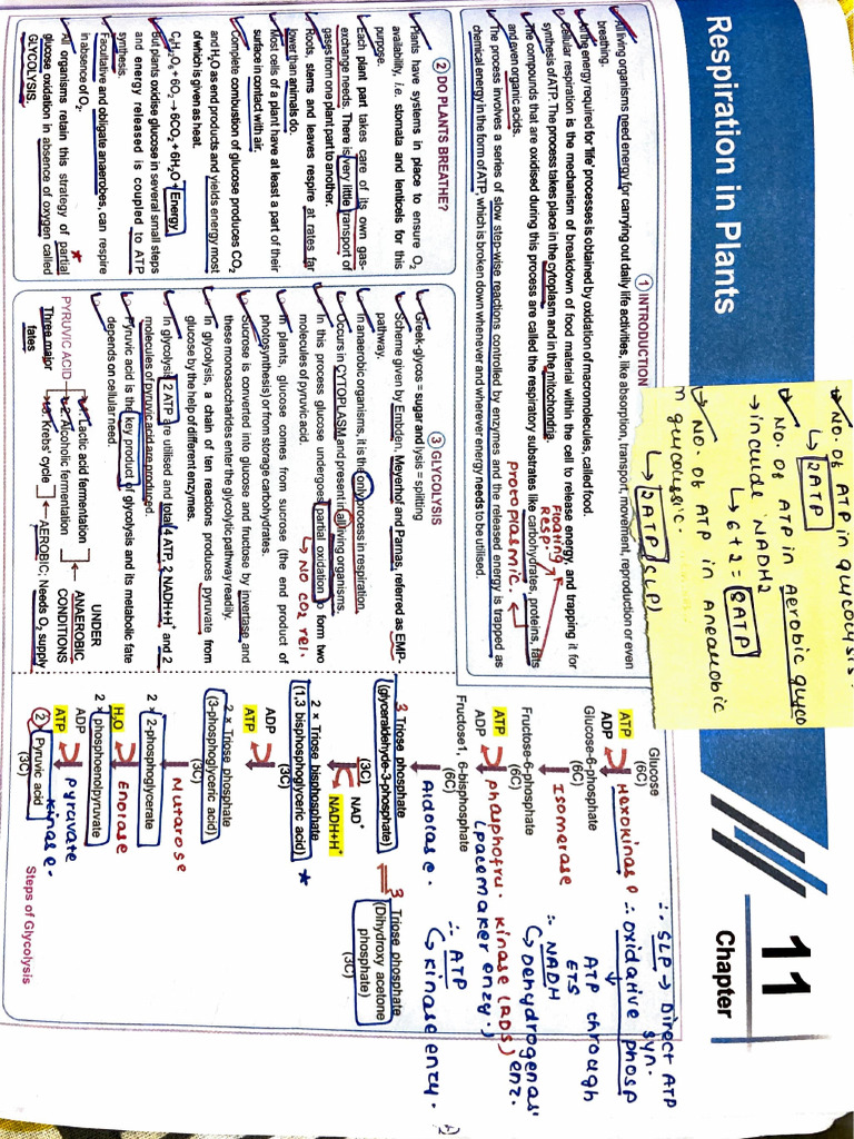 Respiration in Plants MIND Maps Om Mishra | PDF | Cellular Respiration ...