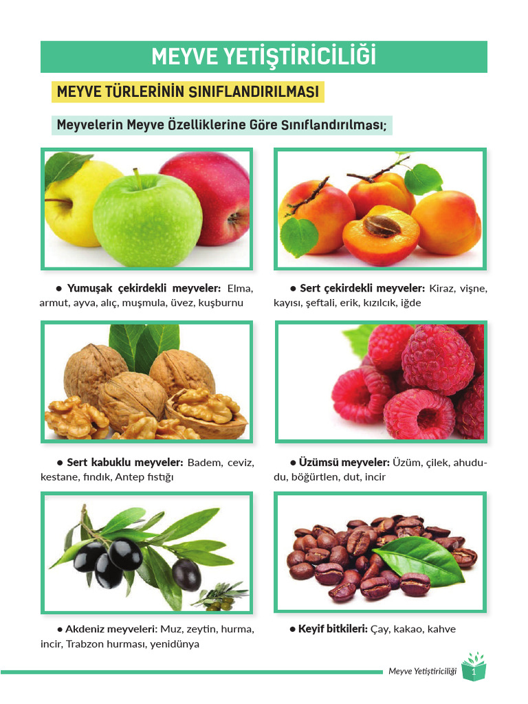15-Meyve Yetstrclg Compressed | PDF
