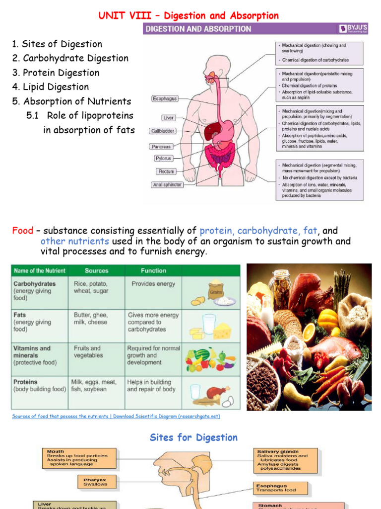 Unit 8 Digestion and Absorption | PDF | Digestion | Small Intestine