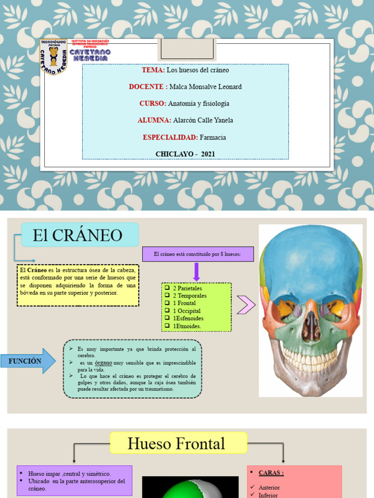 Huesos Del Cráneo | PDF | Cráneo | Cabeza y cuello humanos
