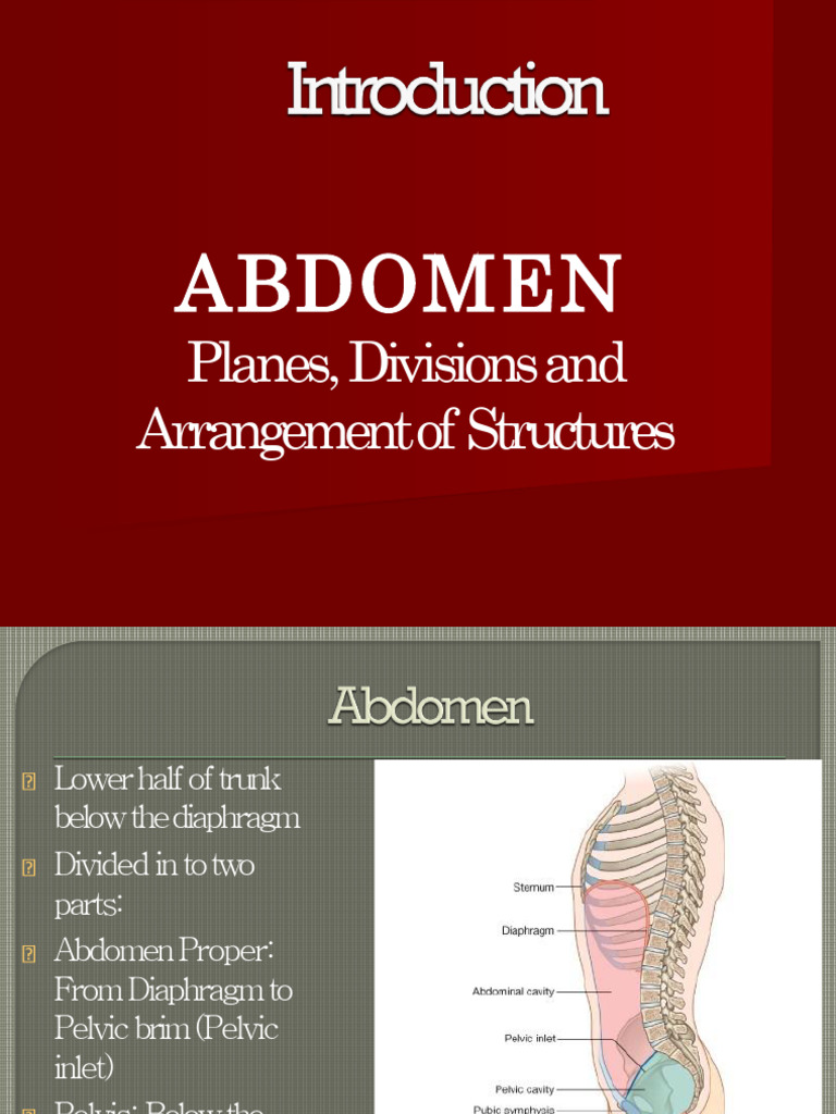Introduction Abdomen DR 130818235819 Phpapp02 | PDF | Abdomen ...