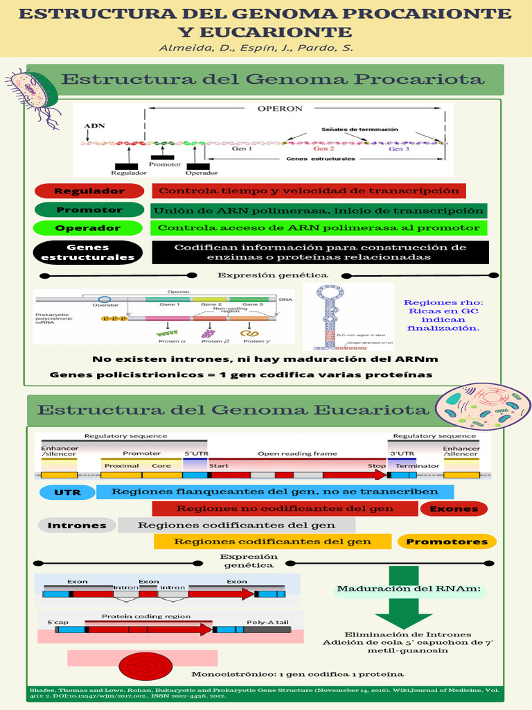 INFOGRAFIA 2 - GRUPO 1 - Estructura Del Genóma Eucariota | PDF