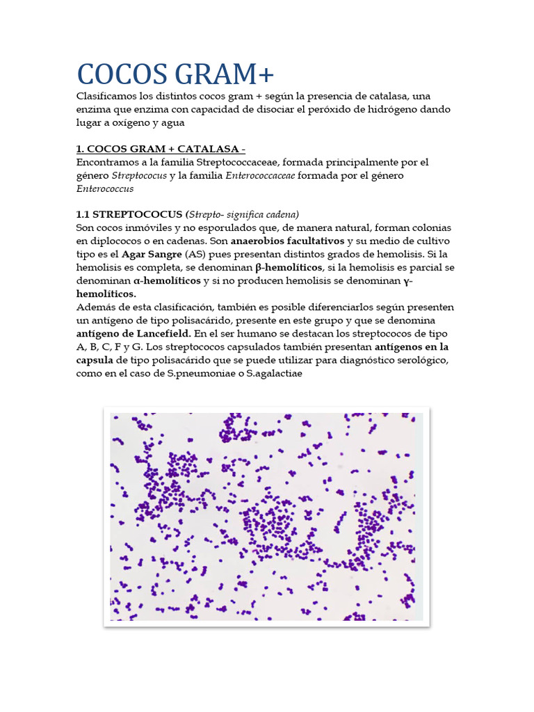 Cocos Gram+, Apuntes para MIR | PDF | Staphylococcus Aureus | Estreptococo