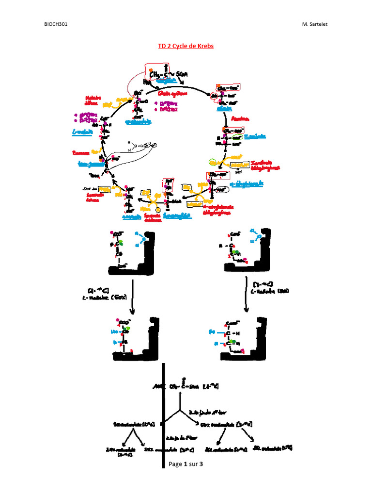 TD 2 Cycle de Krebs | PDF