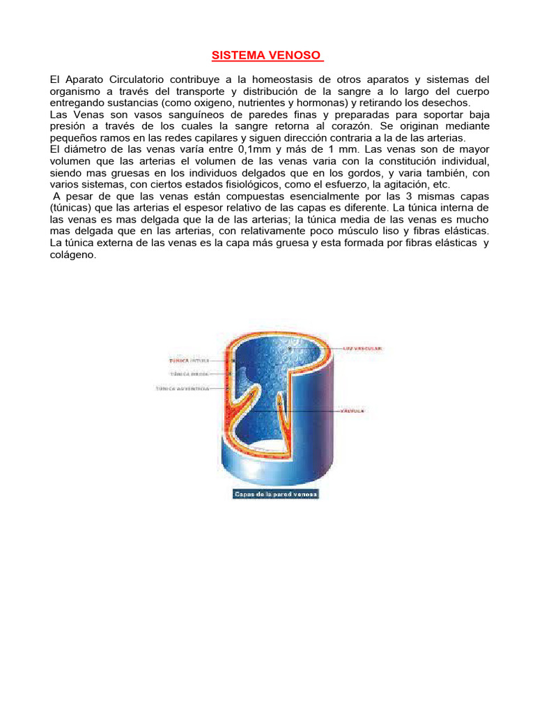 Sistema-Venoso Anatomia MMMM | PDF | Vena | Sistema circulatorio