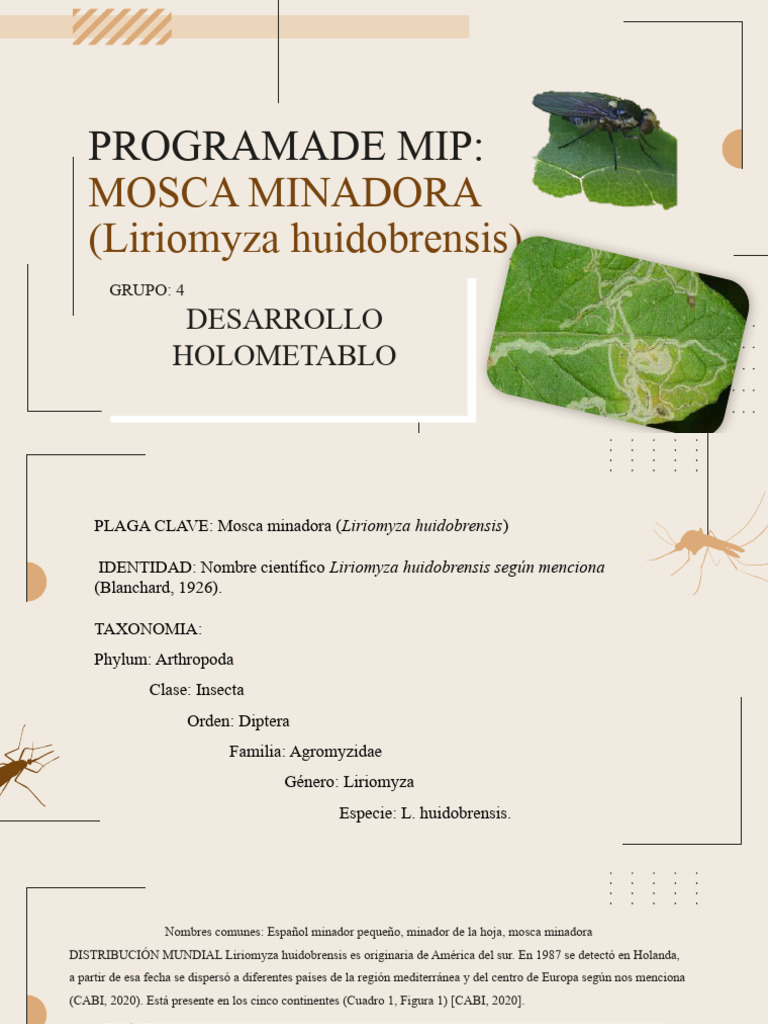 Programa Mip Frijol | PDF | Mosca | Crisálida