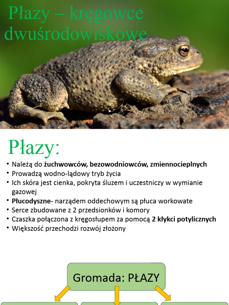 Płazy | PDF