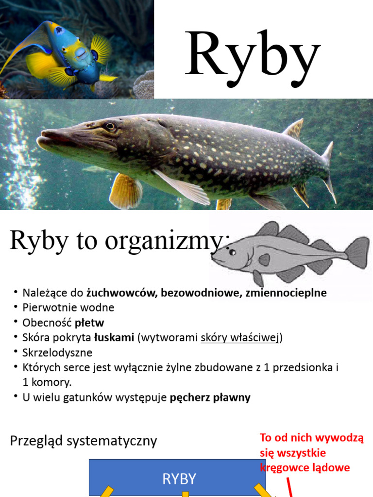 Ryby | PDF