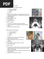 Clasificacion de Bedi | PDF | Ultrasonido médico | Especialidades Medicas