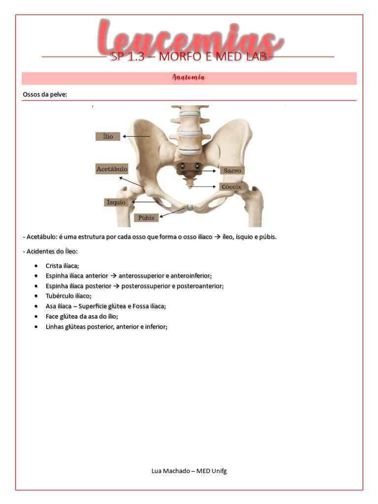 Morfo e Med Lab - SP 1.3 | PDF