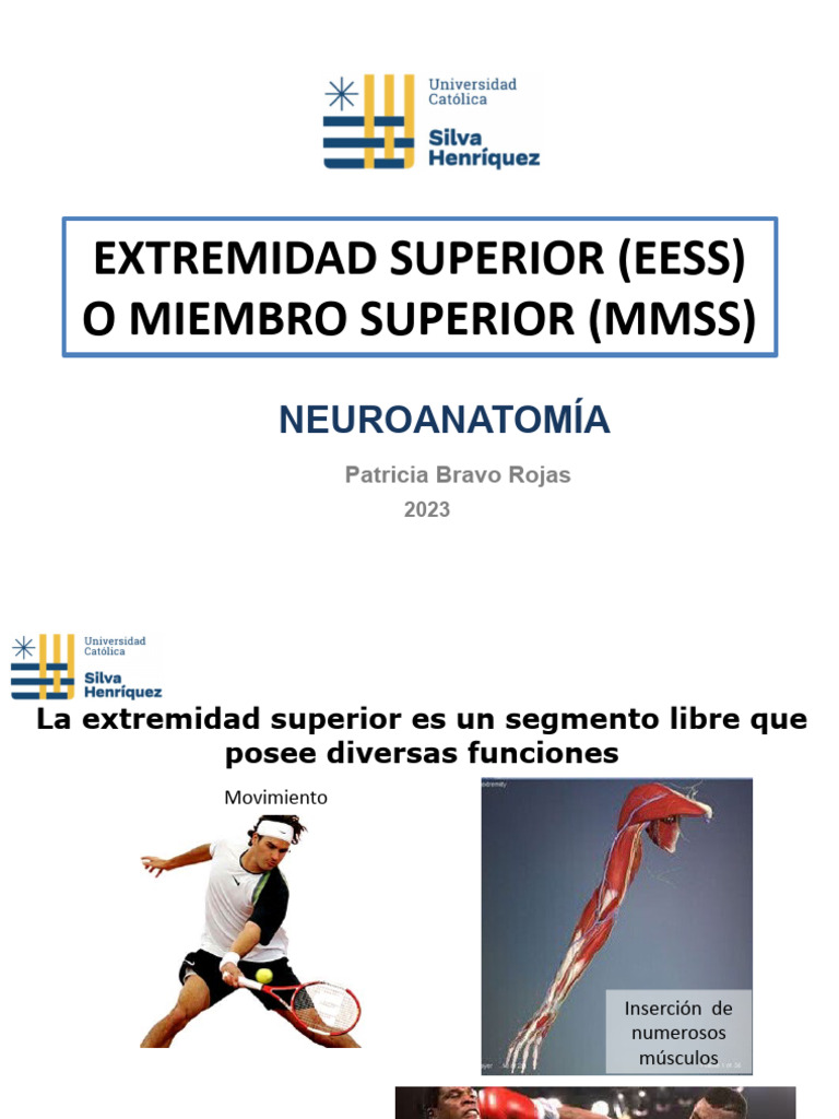 Clase EESS Osteología 2023 | PDF | Anatomía | Anatomía humana