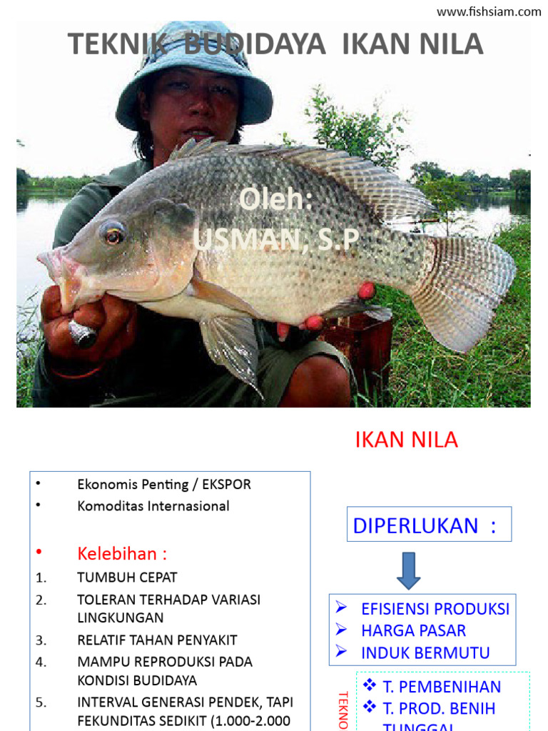 Budidaya Nila | PDF