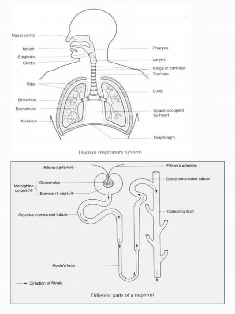 Bio Diagram | PDF