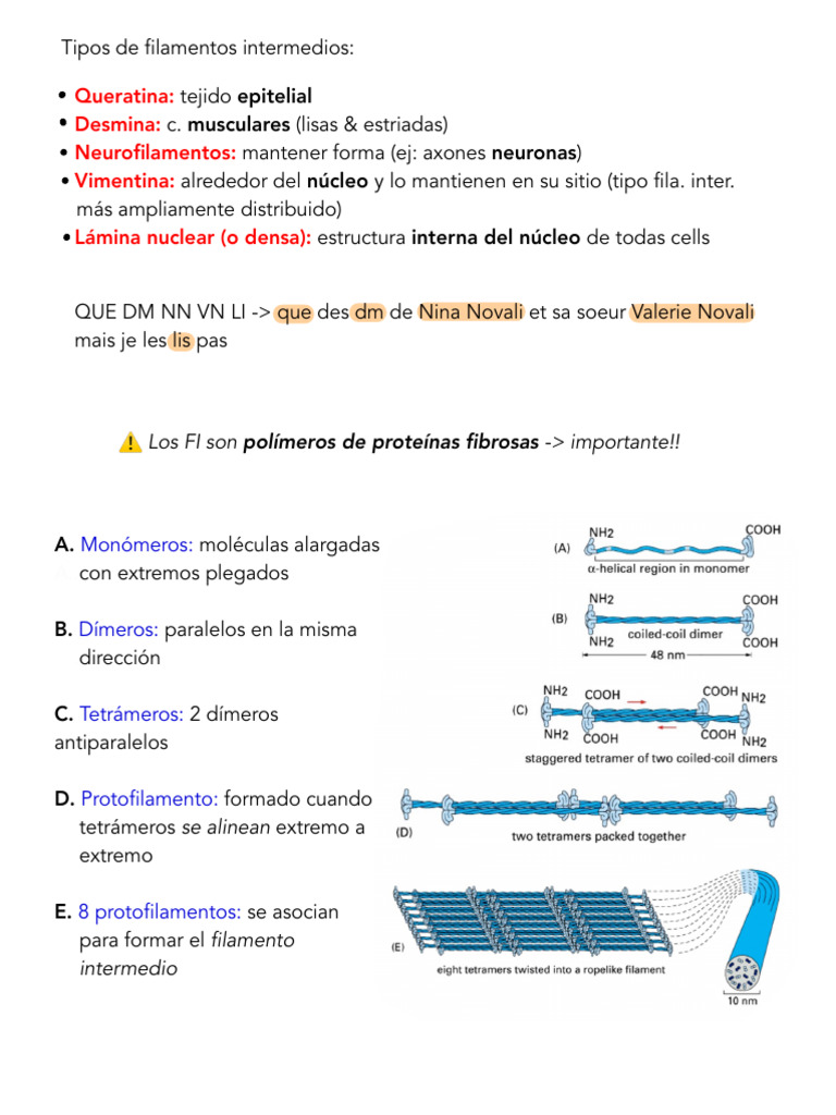 Tipos de filamentos intermedios | PDF