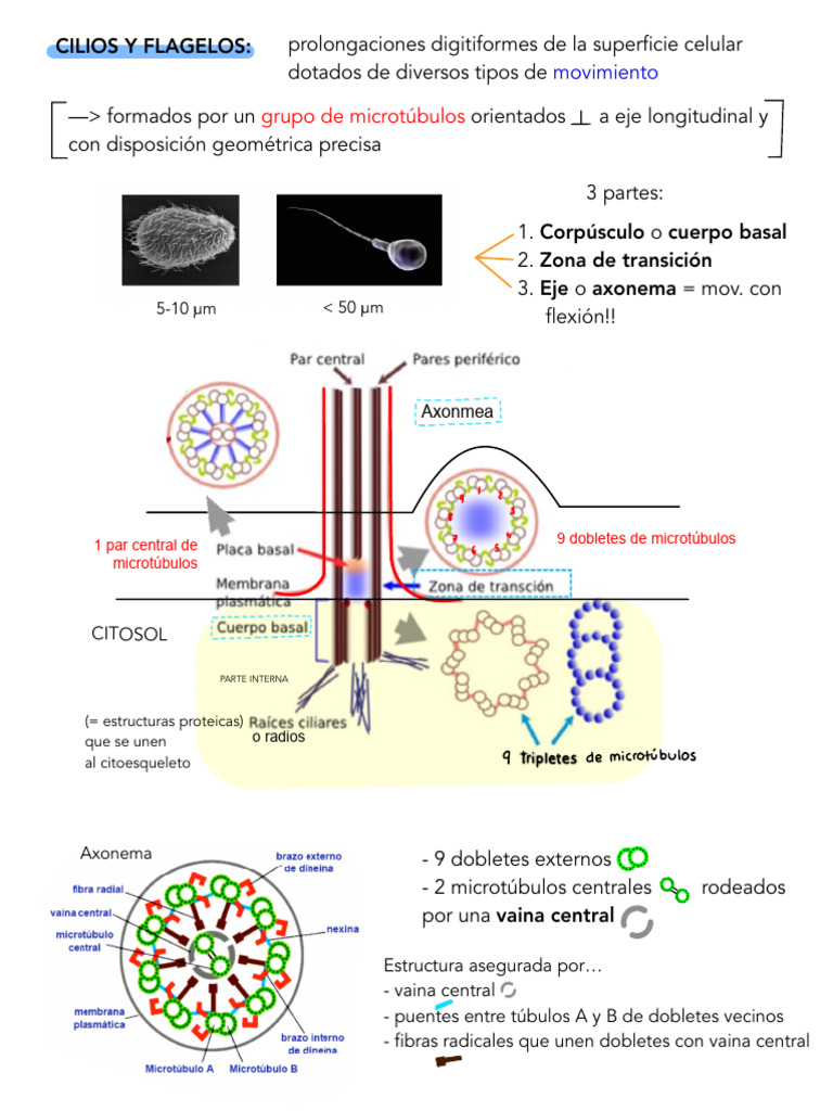 Cilios y Flagelos | PDF | Biología Celular) | Nucleo celular