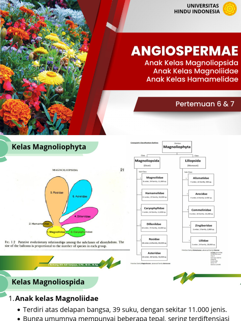 Angiospermae (Magnoliidae & Hammamelidadae) | PDF