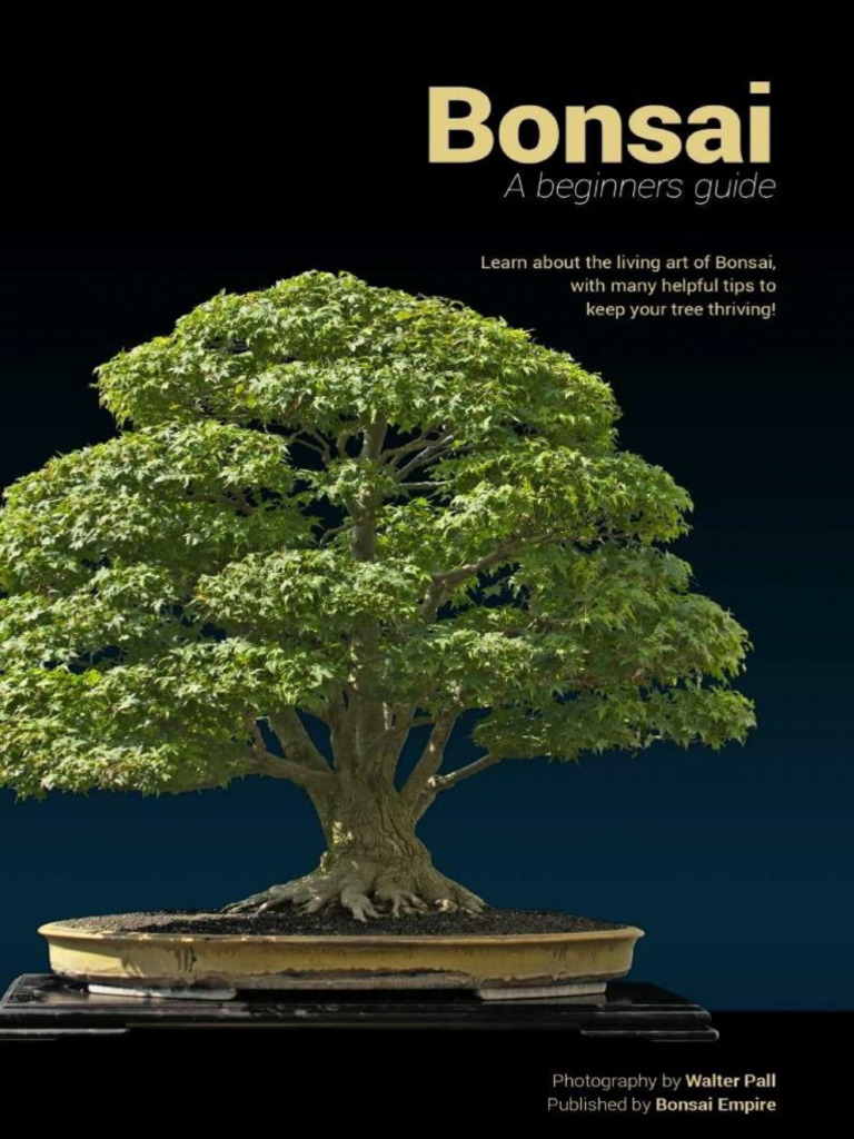 Bonsai Beginner | PDF