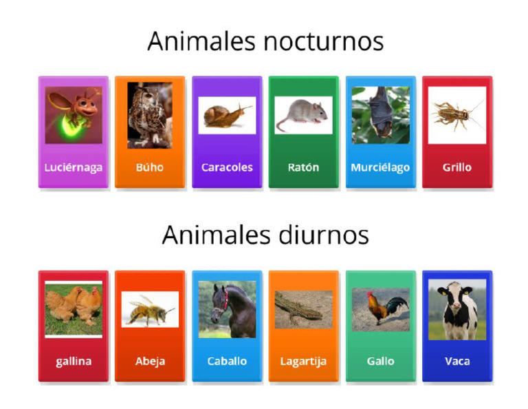 Animales D Y N | PDF