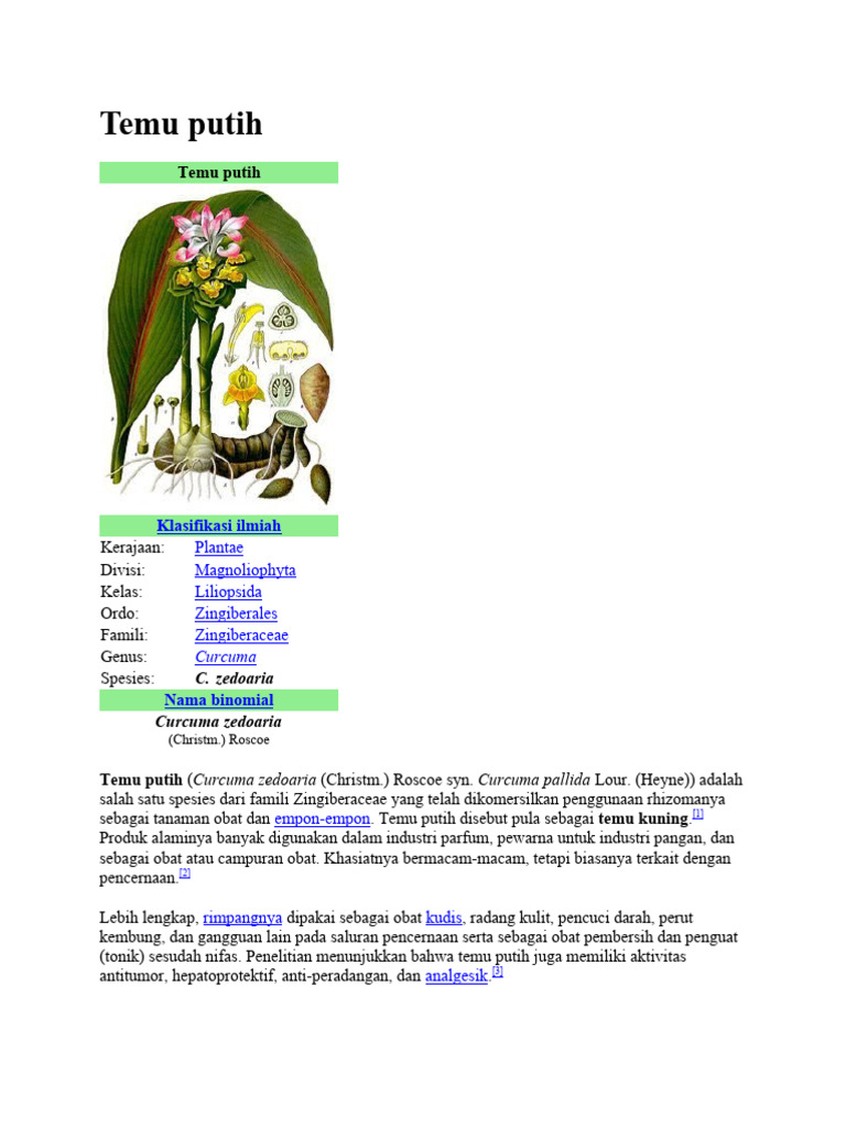 Temu Putih | PDF