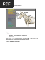 Anatomía Bucal en Perros y Gatos | PDF | Diente | Boca