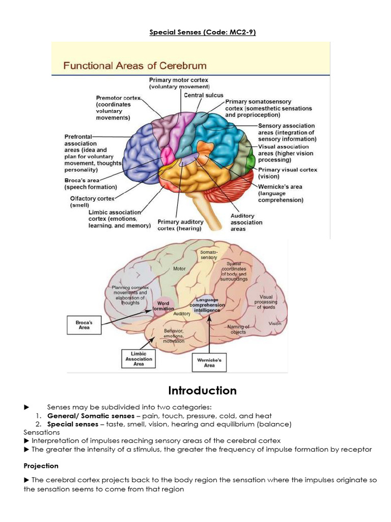MC2-9 Special Senses PDF | PDF