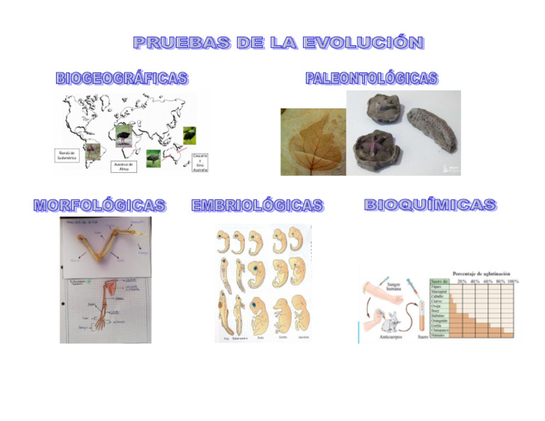 Pruebas de La Evolución | PDF