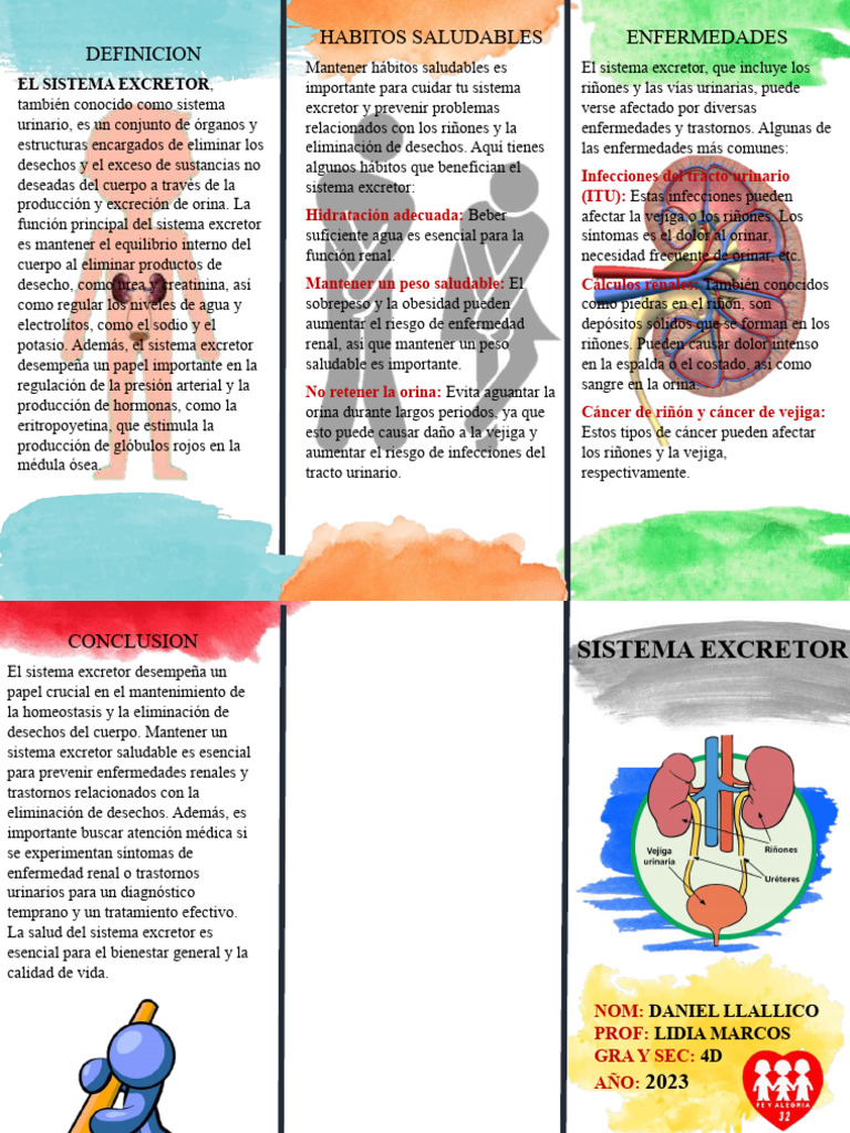 Trptico Del Sistema Excretor | PDF