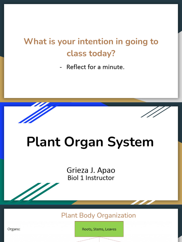 Biol 1 - Plant Organ System | PDF