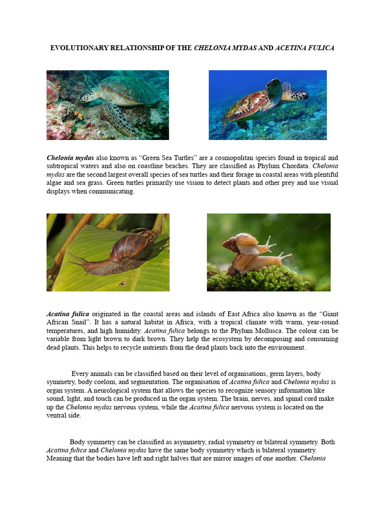 Evolutionary Links: Green Turtles & Snails | PDF