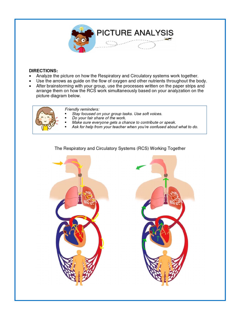 Respiratory and Circulatory System Working Together | PDF