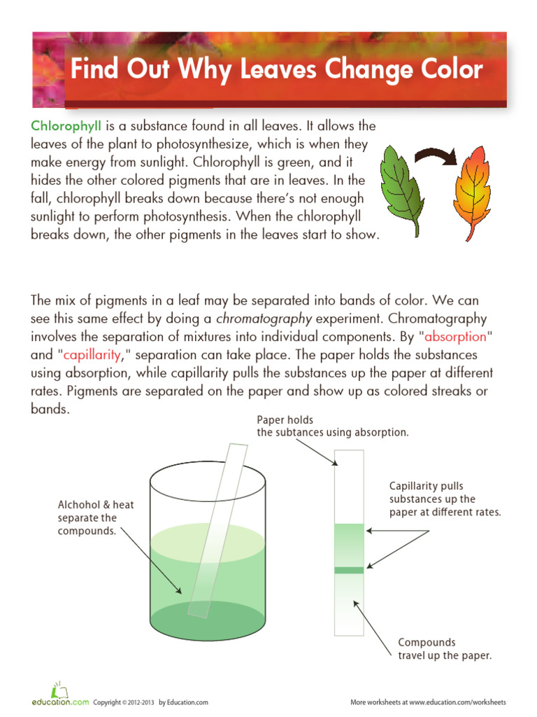 Why Do Leaves Change Color | PDF