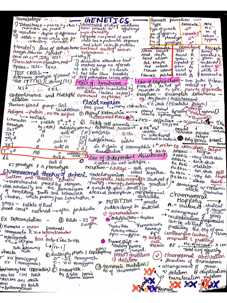 Genetics Notes | PDF