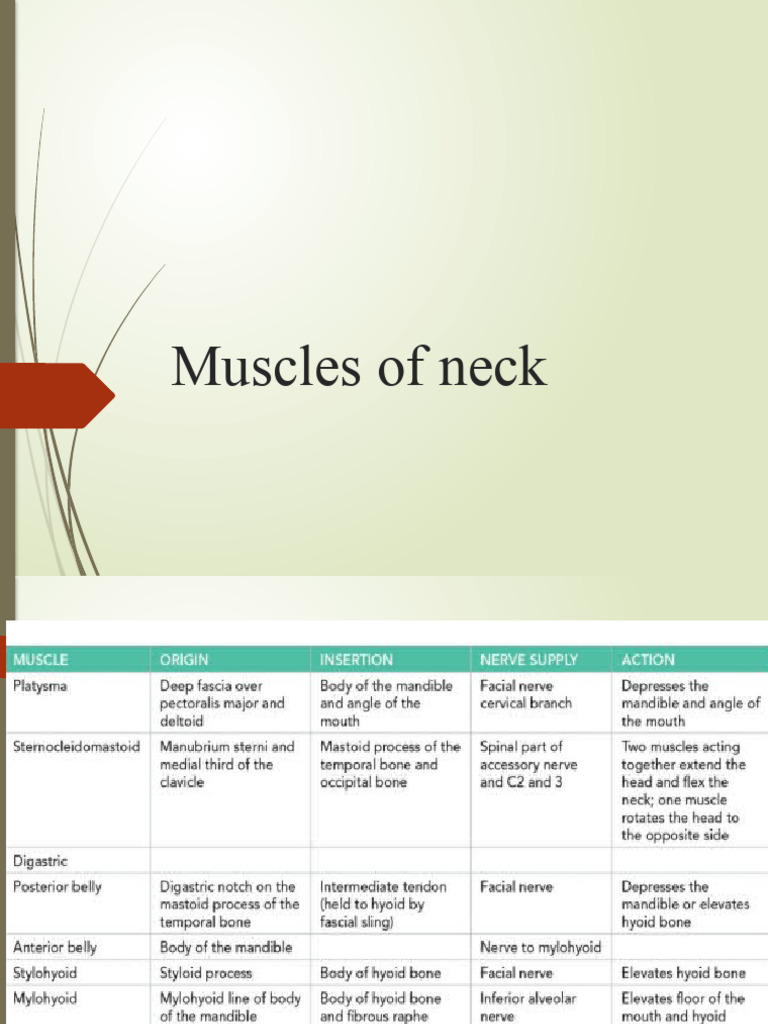 Anatomy of Neck Muscles | PDF