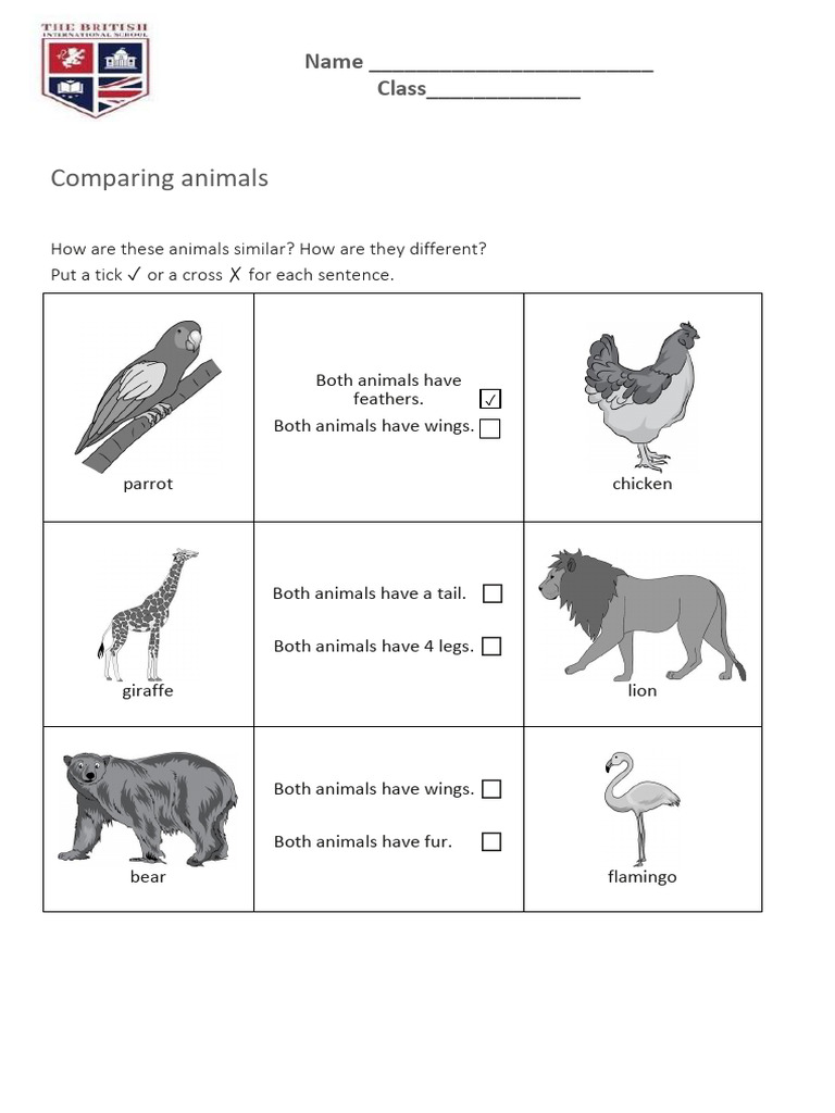 Comparing Animals: Name - Class | PDF | Organisms | Birds
