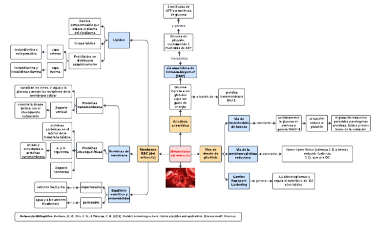 Metabolismo Eritrocito | PDF | Glóbulo rojo | Membrana celular