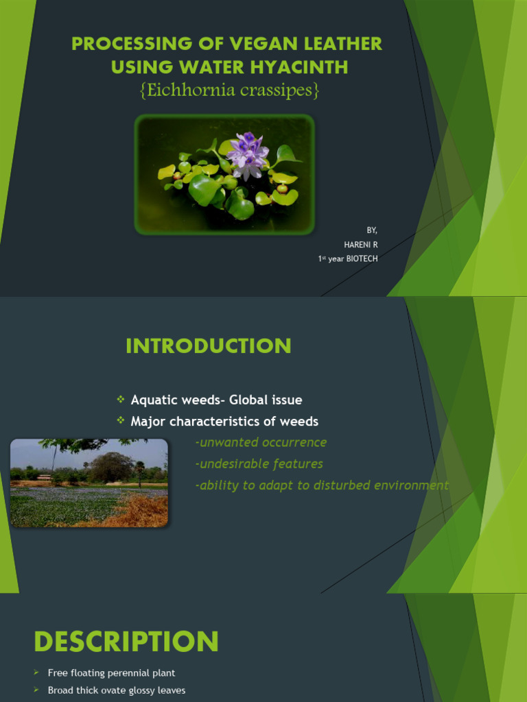 Water Hyacinth | PDF | Paper | Agriculture