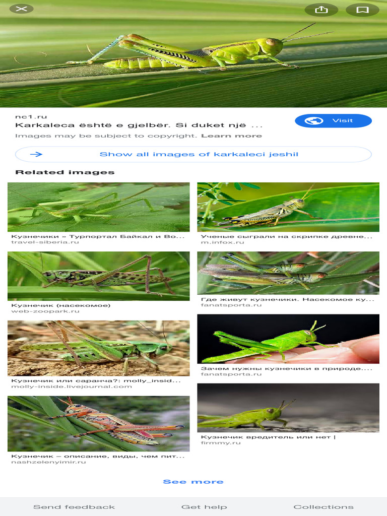 Karkaleci Jeshil - Google Search | PDF