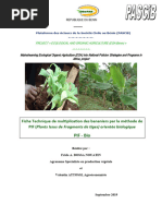 Guide de culture du macabo au Cameroun | PDF | Fertilisant | Maïs