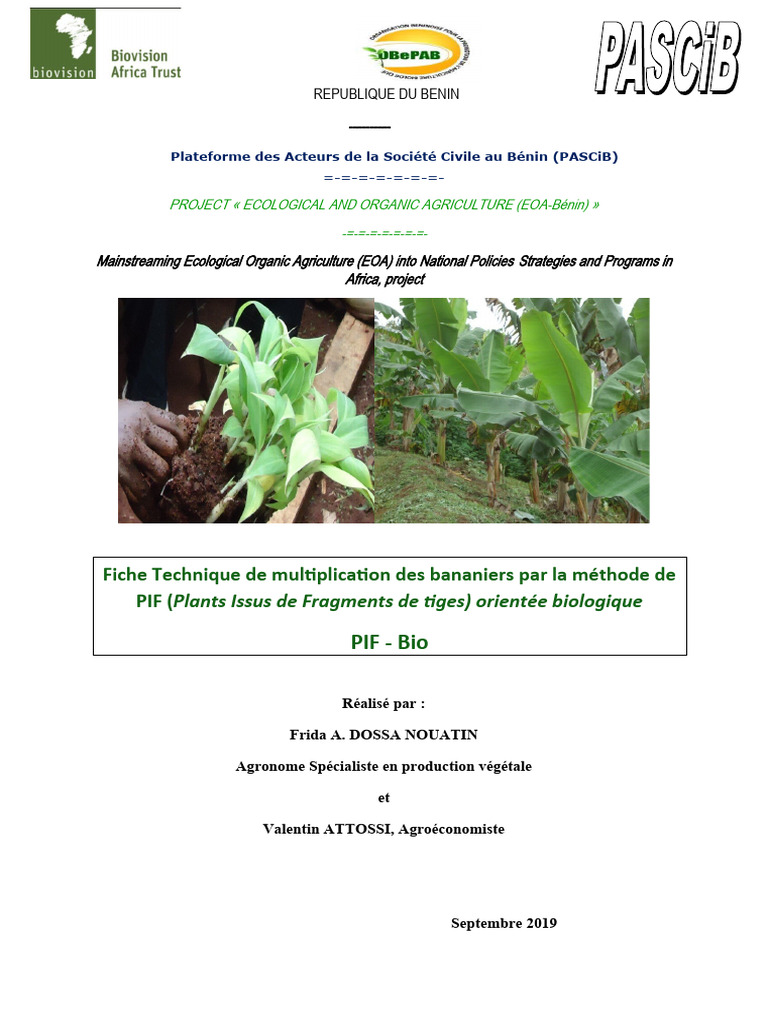 Multiplication des bananiers par PIF Bio | PDF | Banane | Insecticide