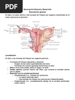 Anatomía y Función de Trompas de Falopio | PDF | Especialidades Medicas ...